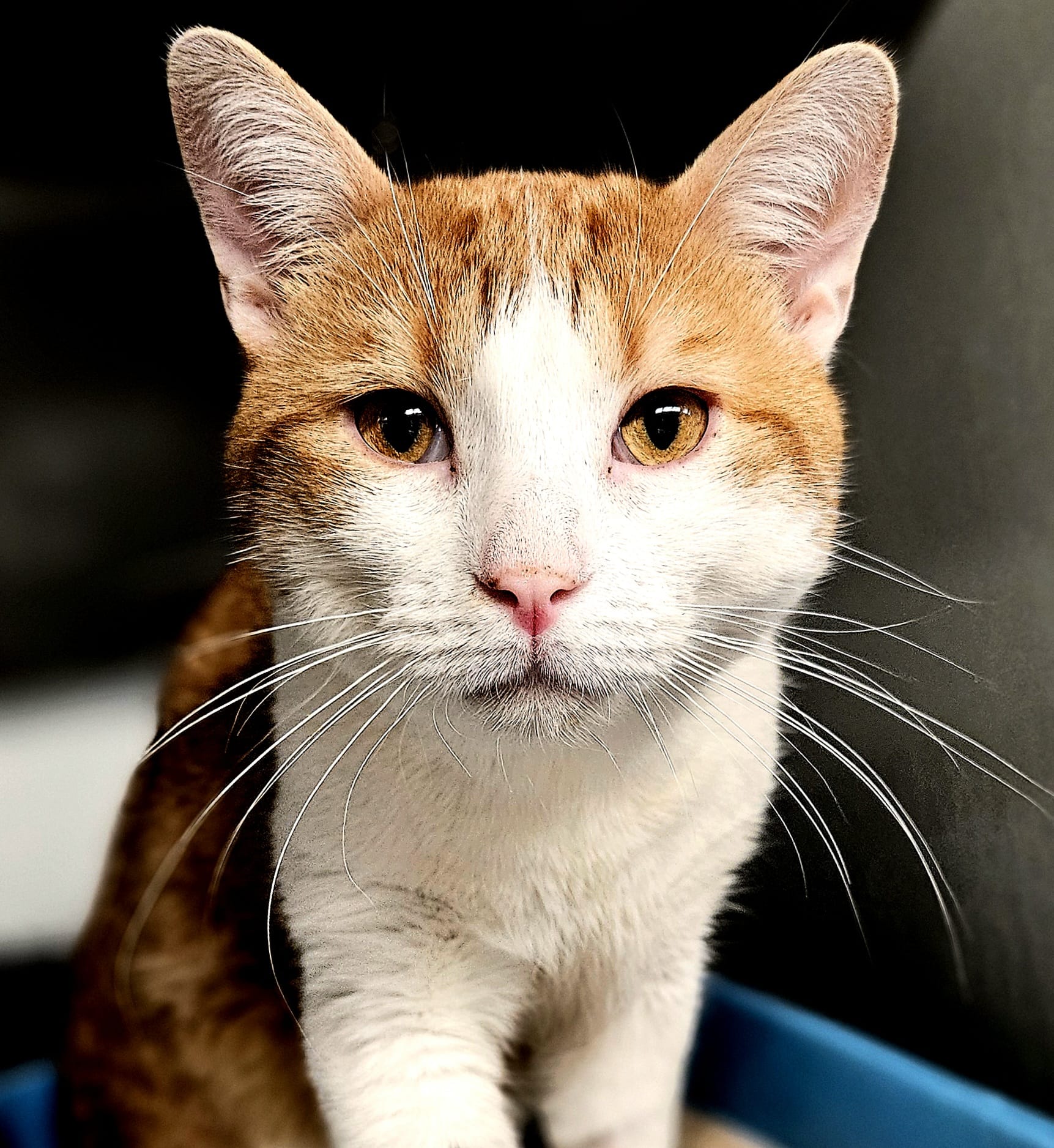 Erste Hilfe an der Katze - Kreisverband St. Ingbert e.V.